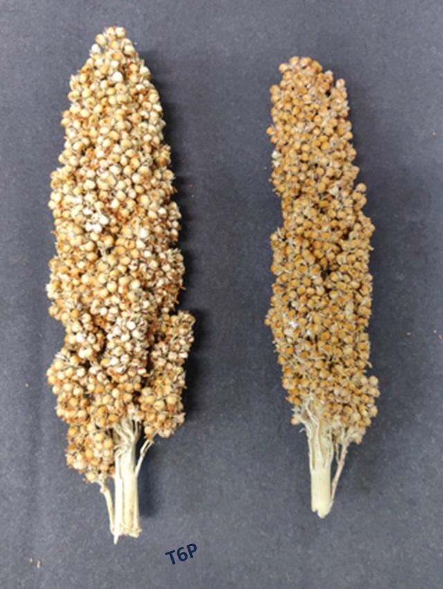 Rothamsted spin-out SugaROx raises finance for T6P technology | Rothamsted Research